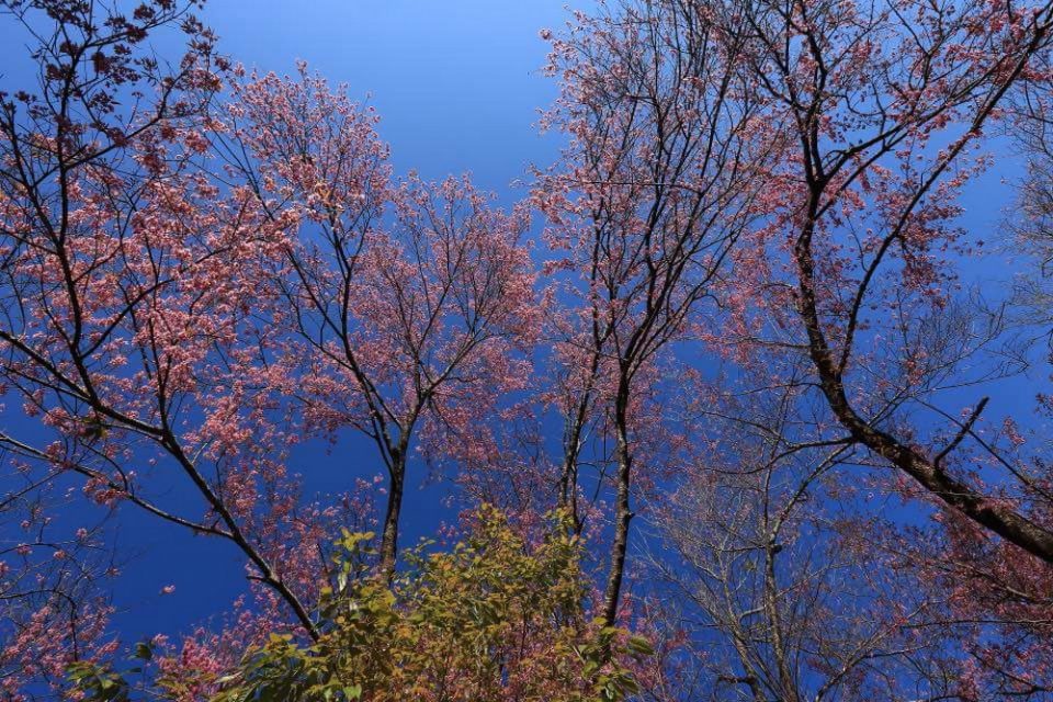 Doi Inthanon National Park : Thailand's Roof