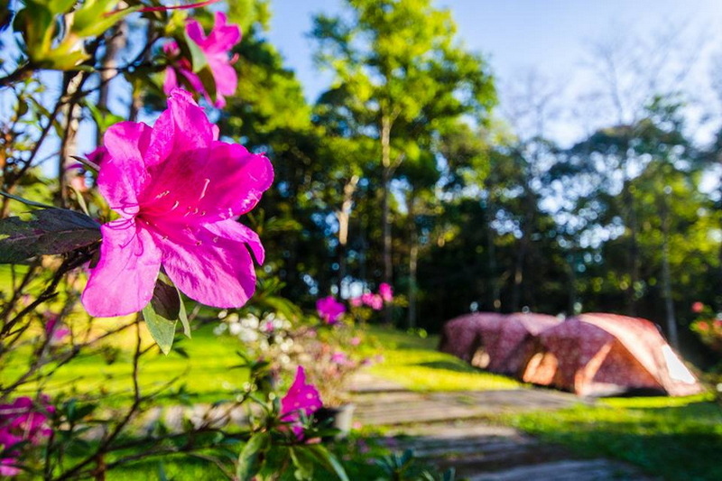 Doi Suthep-Pui National Park a gem of Northern Thailand