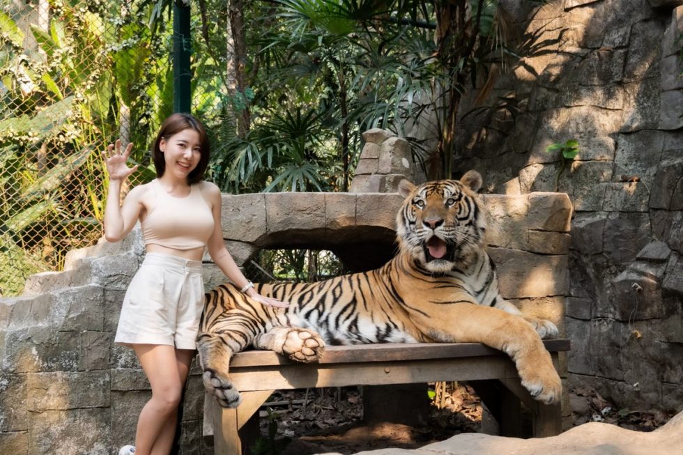 Tiger Kingdom : Indulgence Meets Adventure