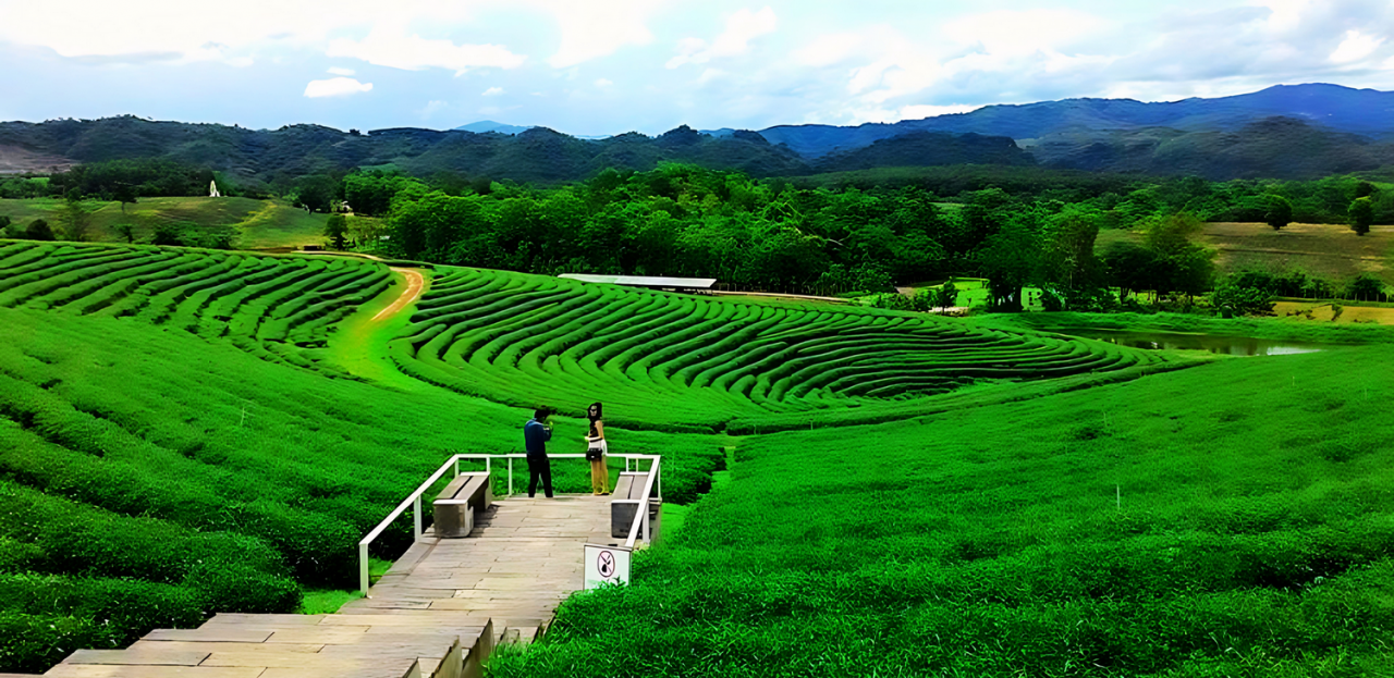 Choui Fong Tea Plantation: Scenic Views and Delicious Treats